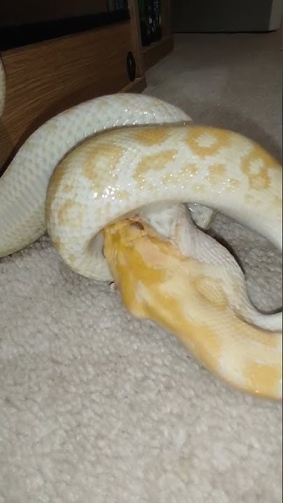 albino burmese python eating - YouTube