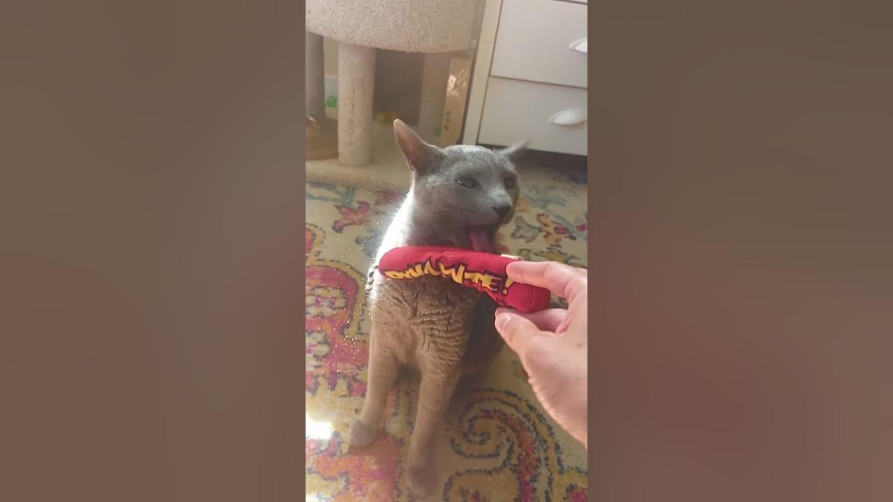 Catnip Fun: My Cats Playtime, August 26 2024 - YouTube