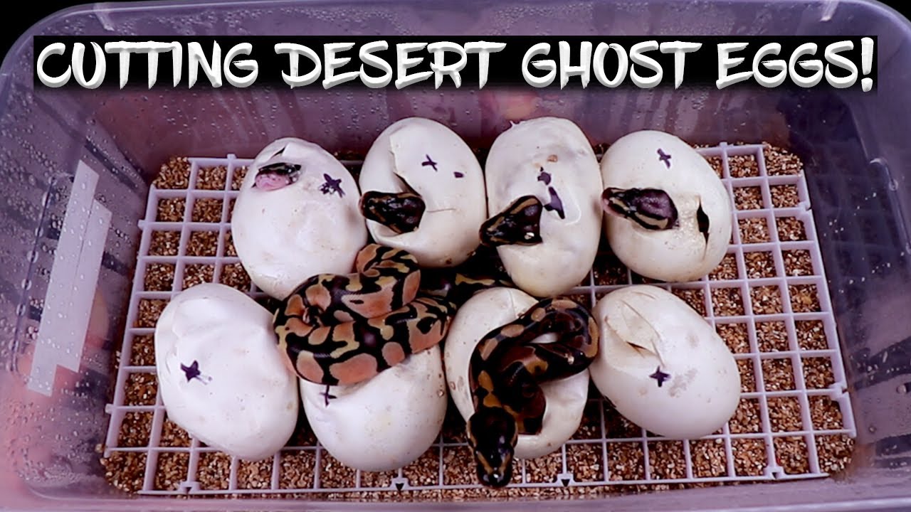 Desert Ghost Ball Python Eggs are Hatching! - YouTube