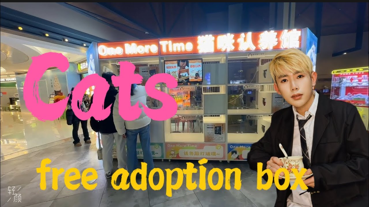 Cats, free adoption box - YouTube