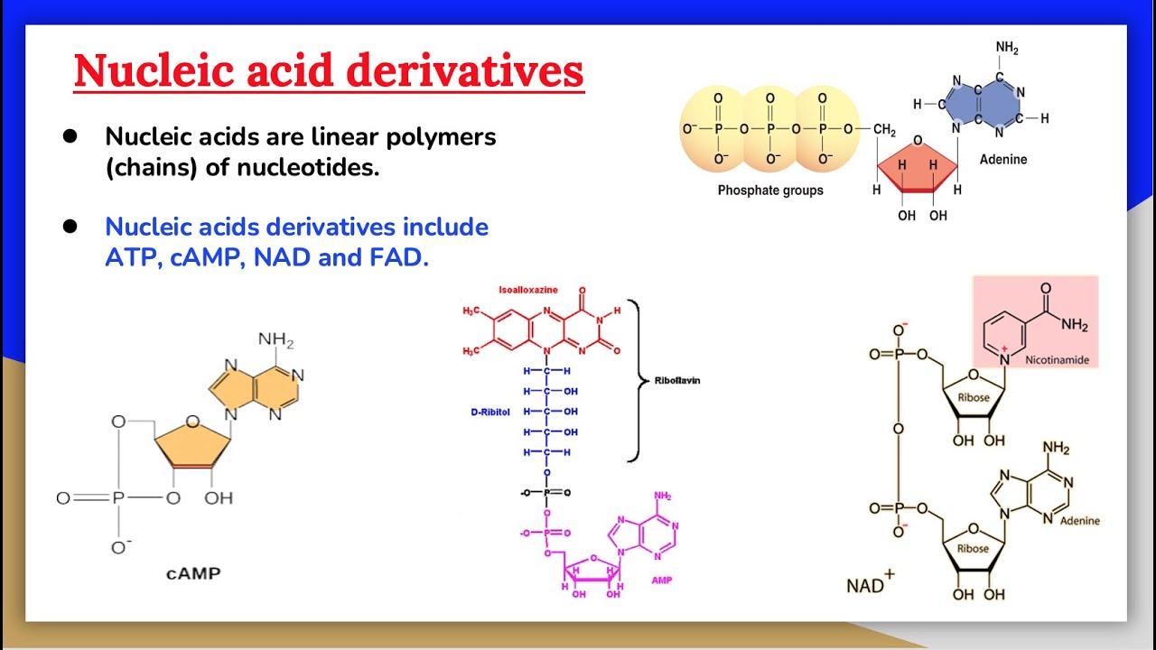 Nucleic Acids 2: Nucleic Acid Derivatives, ATP, cAMP, NAD and FAD - YouTube