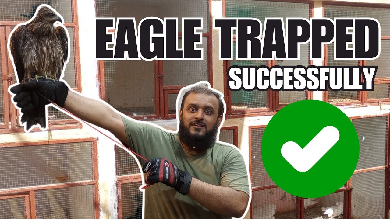 Eagle Attack 🥹 During Eagle Traping || Alhumdulillah Successfully ...