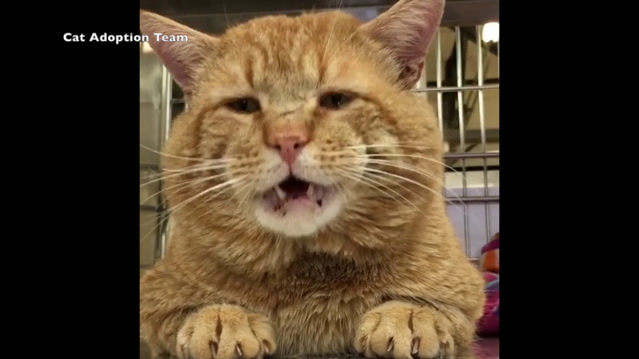 Clancy the FIV-positive Cat Loves to Talk, Finds Forever Home! - YouTube