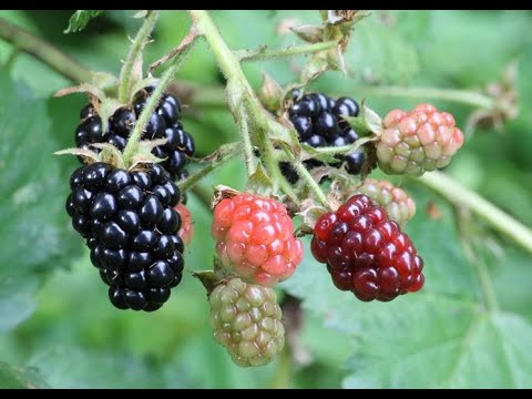 Mora di rovo - Il ciclo di maturazione completo dal fiore al gustoso ...