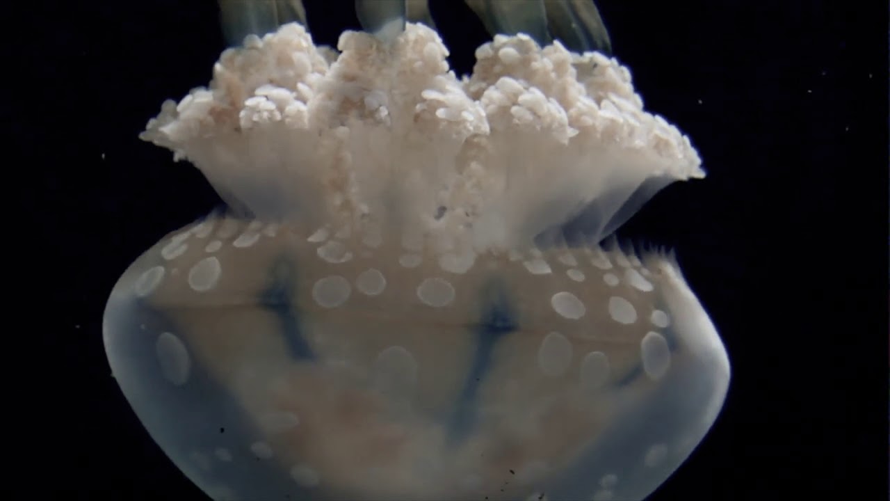 Chillyfish's type beat x jellyfish x chill x lit - YouTube