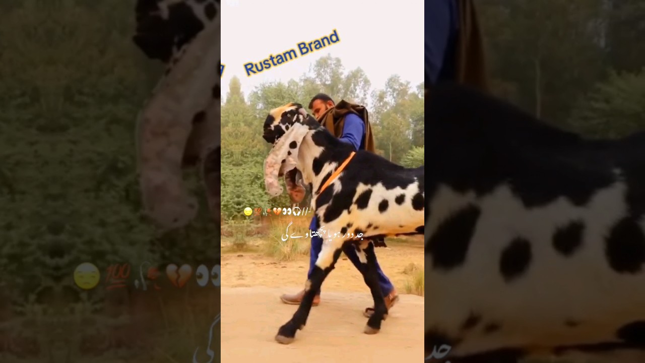 ️HEAVIEST WRIGHT BREEDER BAKRA RUSTAM ️ #goat #bakr #animals #bakramand ...