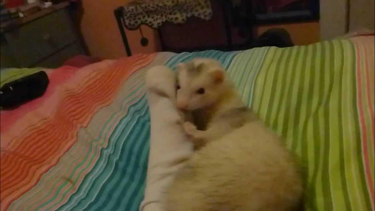 Trying to wear out the new ferret so I can get to bed! - YouTube