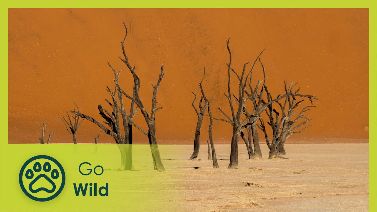 Extraordinary Ecosystems | Go Wild - YouTube