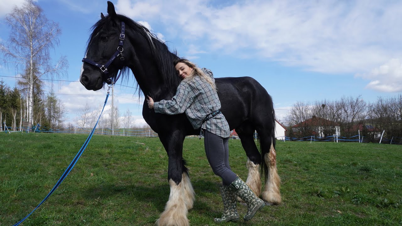 Mycie konia, nowe siodło kulbaka / western , Koń Tinker, gypsy cob - Dzień 9 - Wiola i James ...