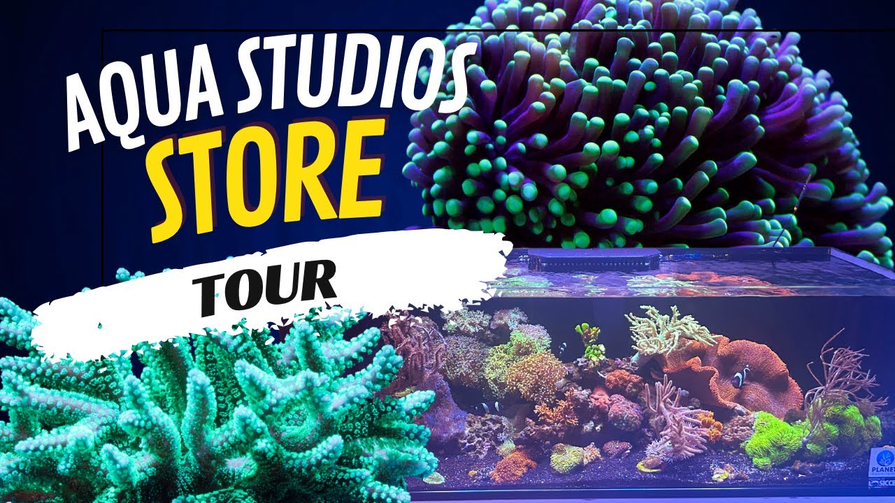150 Gallon Store Reef Tank | Aqua Studios - YouTube