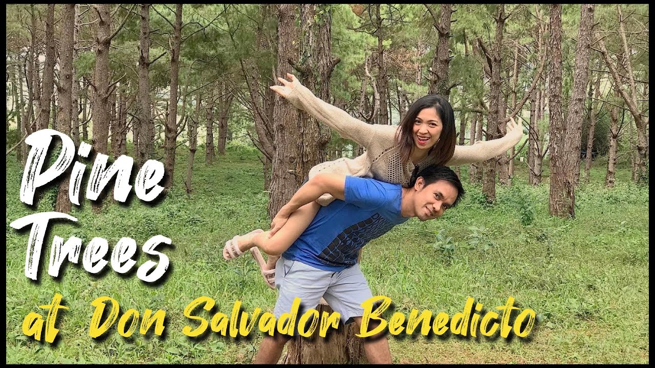 Famous Pine Trees at Don Salvador Benedicto | Tourist Spot near Bacolod ...