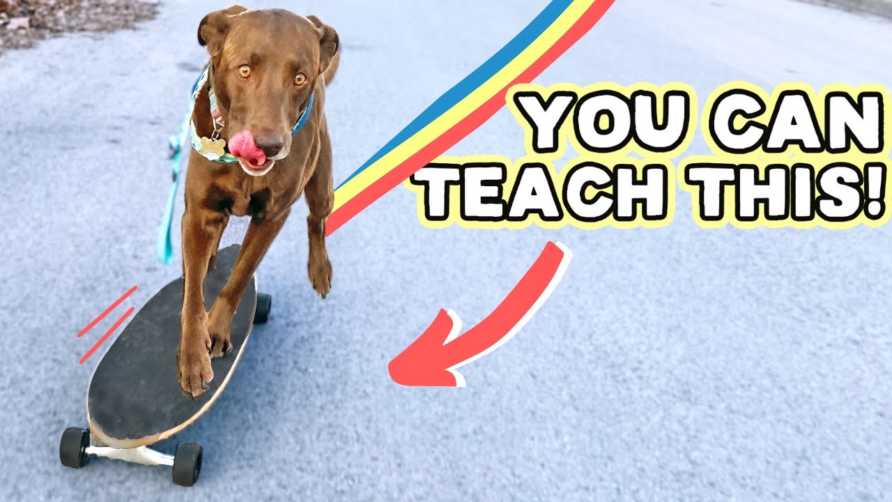 EASY DOG SKATEBOARDING TIPS 🐶 Literally anyone can train this way ...