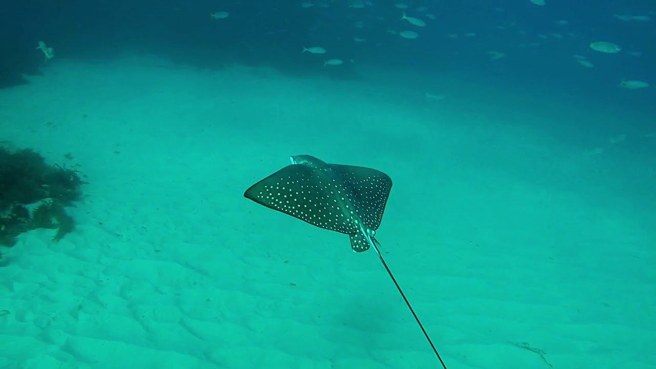 Diving Kirra Reef - YouTube