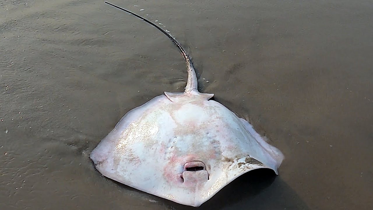 Bunker Clam & Gulp Fishing - BIG STINGRAY & BITE OFFS - The Late July ...