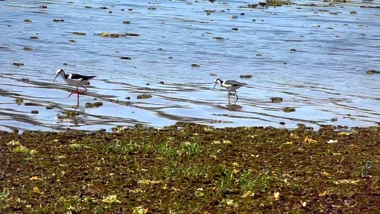 pássaros pescadores na lagoa pescando peixes, belos pássaros. - YouTube