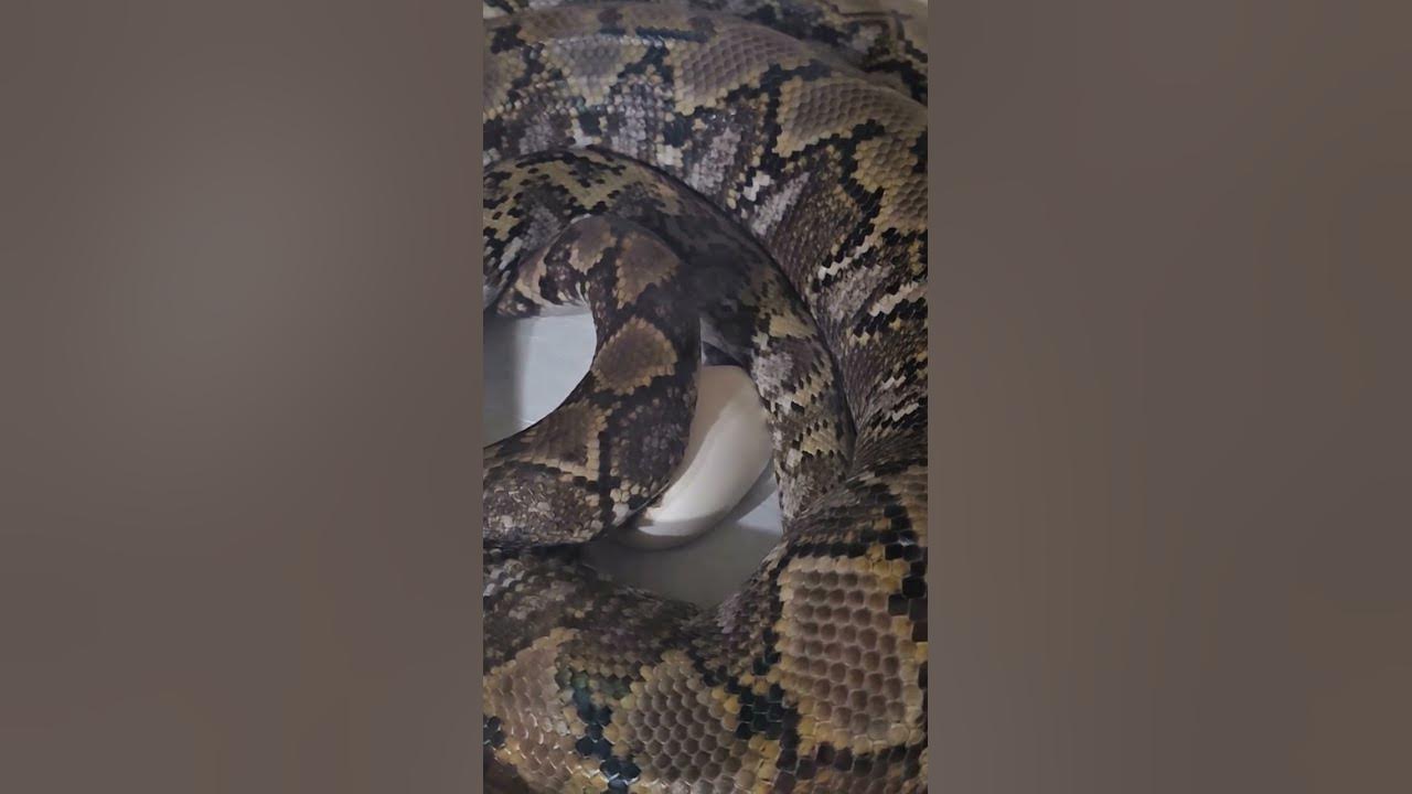 reticulated python laying eggs.... how many will she lay... stay tuned ...