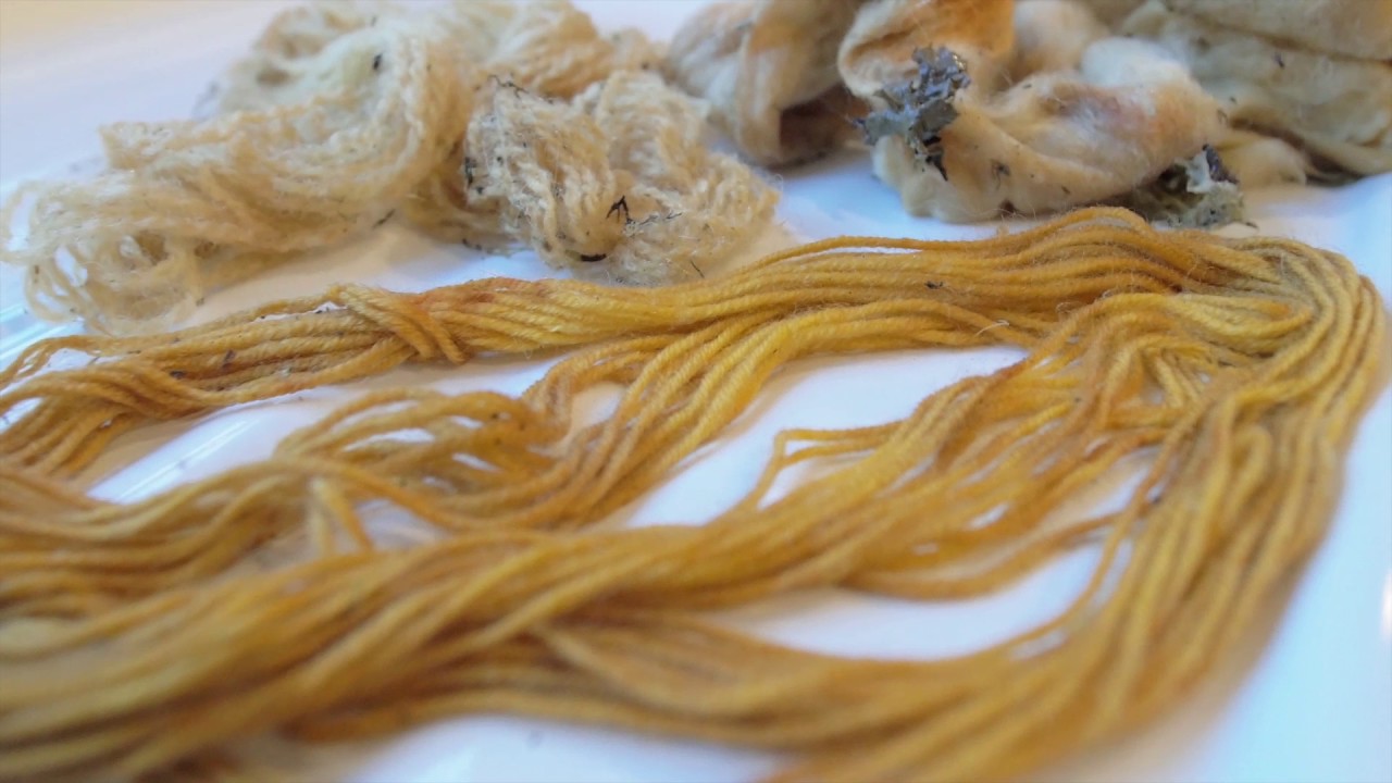 Crottle lichen wool dyeing from; 'Highland Colours' (formerly 'Colours ...