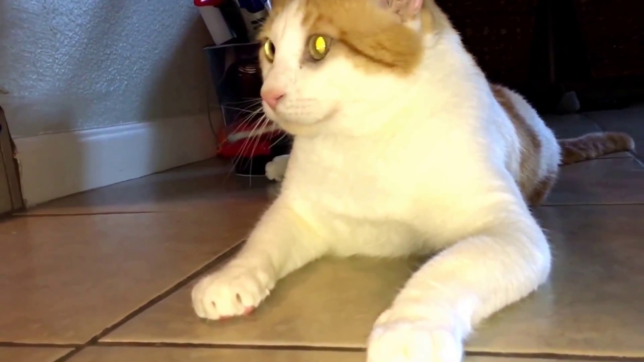 Jeffry the Cat feels the force. - YouTube