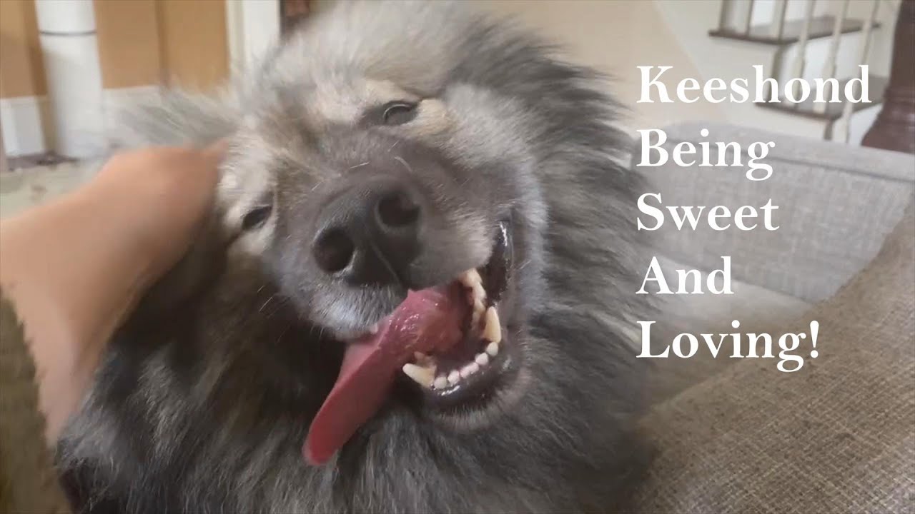 Keeshond Being Sweet And Loving Compilation! - YouTube