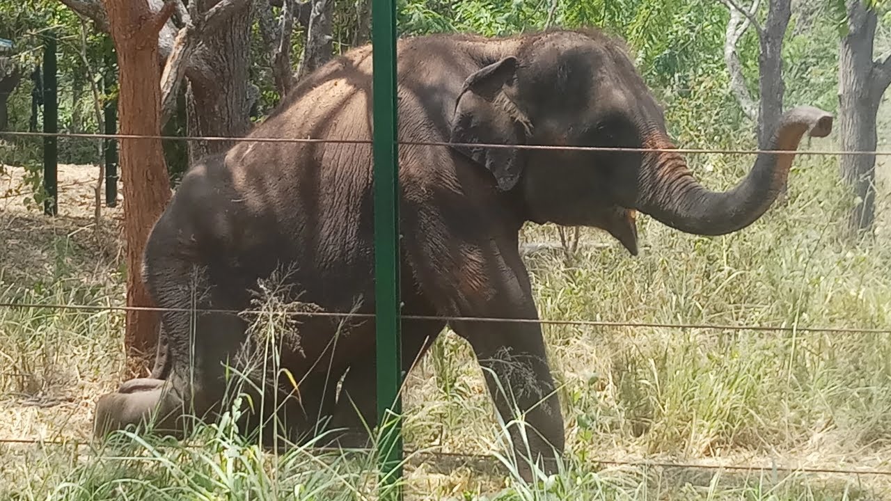 One leg missing Elephant try to walk | Injured wild Elephant | Village ...