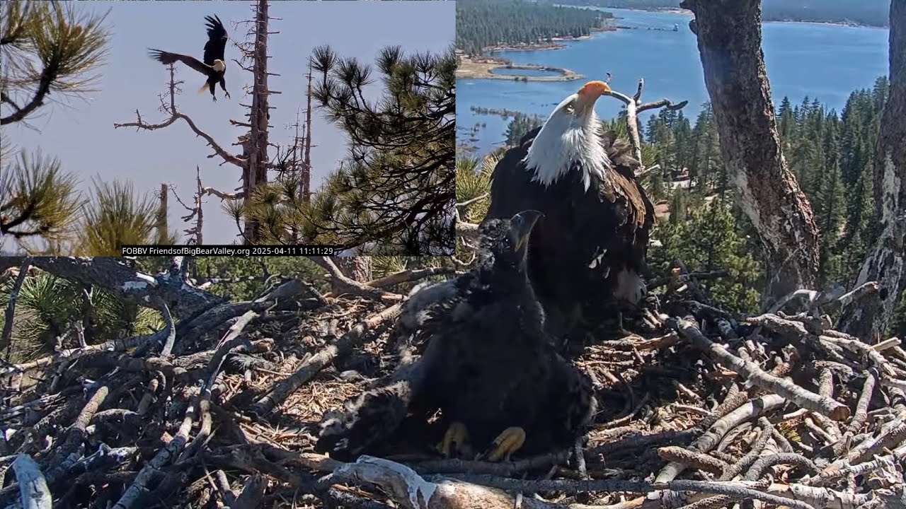 Shadow rushes to protect Sunny and Gizmo from the Ravens 🥊 Big Bear ...