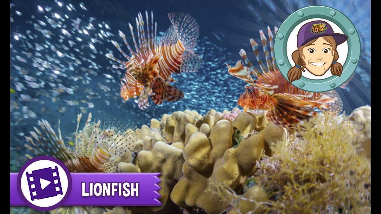 Animal Jam - Dr. Tierney Thys and a Lionfish - YouTube