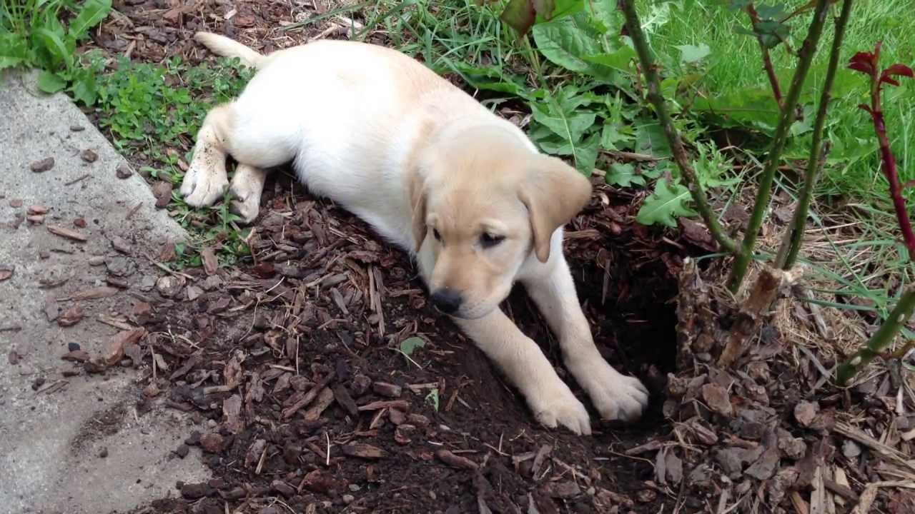 Yellow Lab Puppy Digging - YouTube