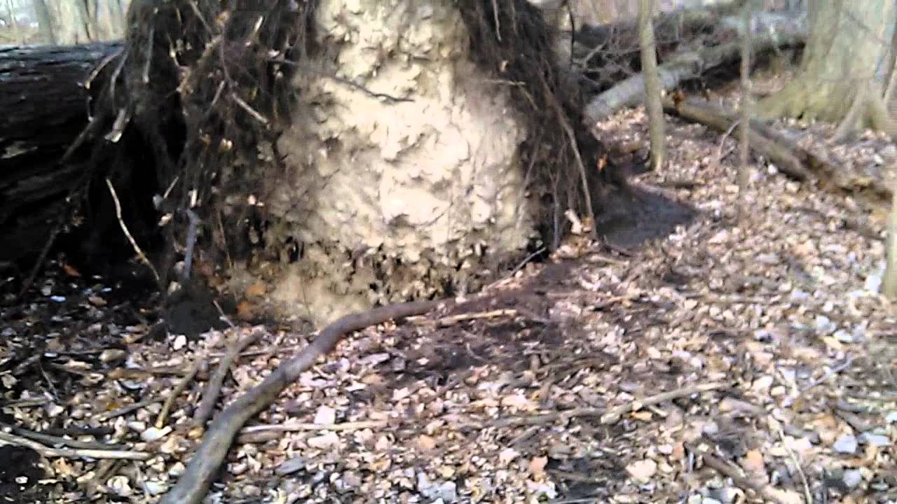 In the woods... Tree falling down**UPDATE** - YouTube