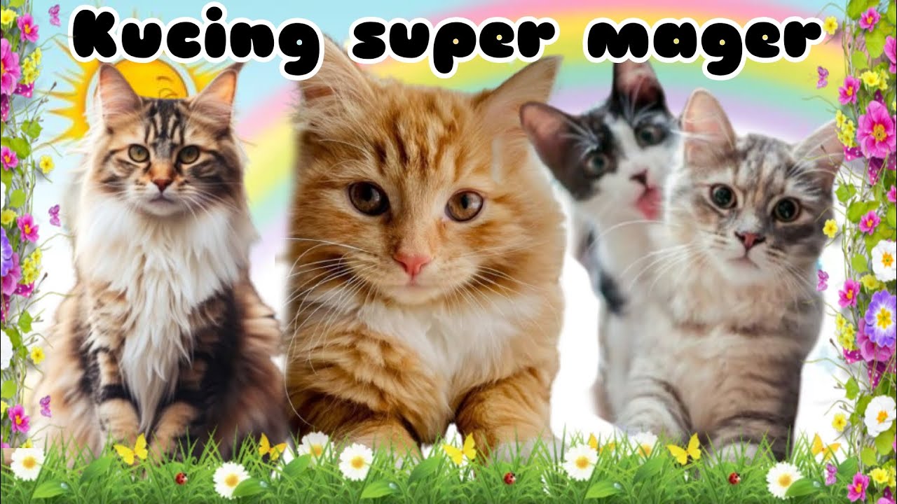 KUCING MEONG MEONG 💞 KUCING SUPER MAGER 💞 KOMPILASI VIDIO KUCING MAGER ...