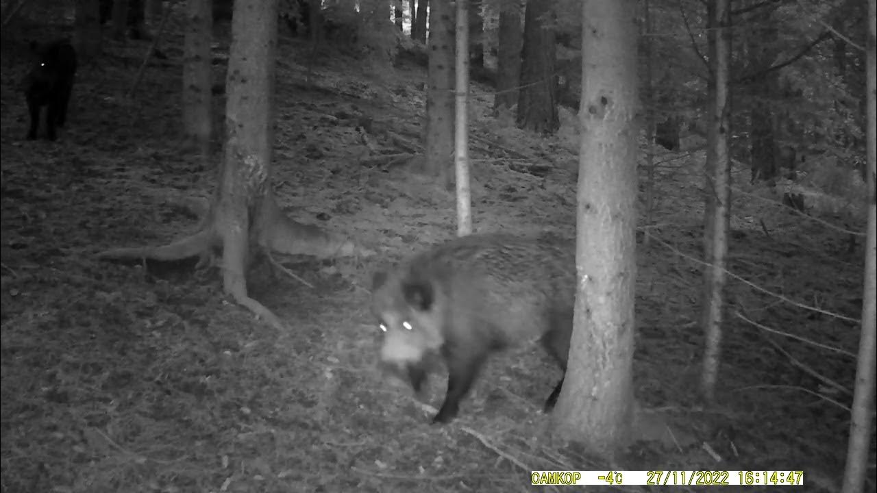 Trail camera wild boar - YouTube