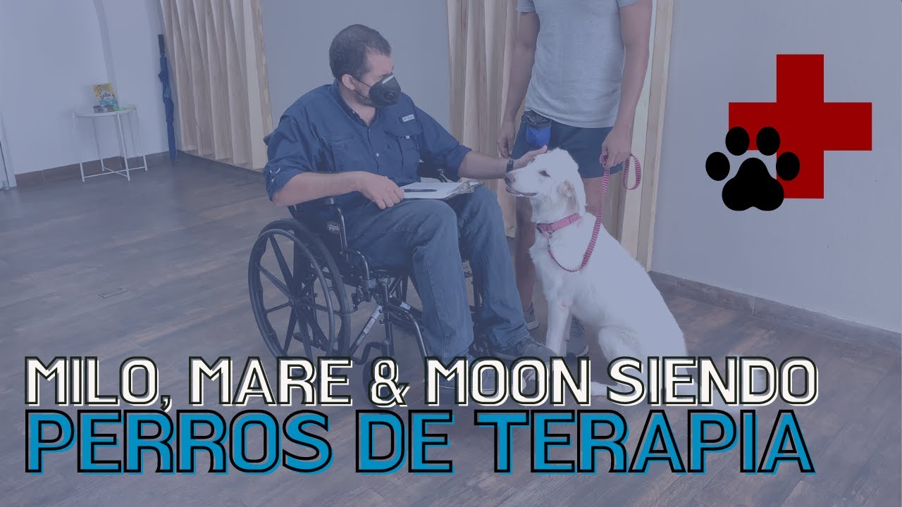 EVALUAMOS A NUESTROS PERROS PARA SER PERROS DE TERAPIA | MILO, MARE ...