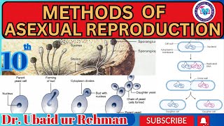 14.1 Methods of Asexual Reproduction | Binary Fission |... | Doovi