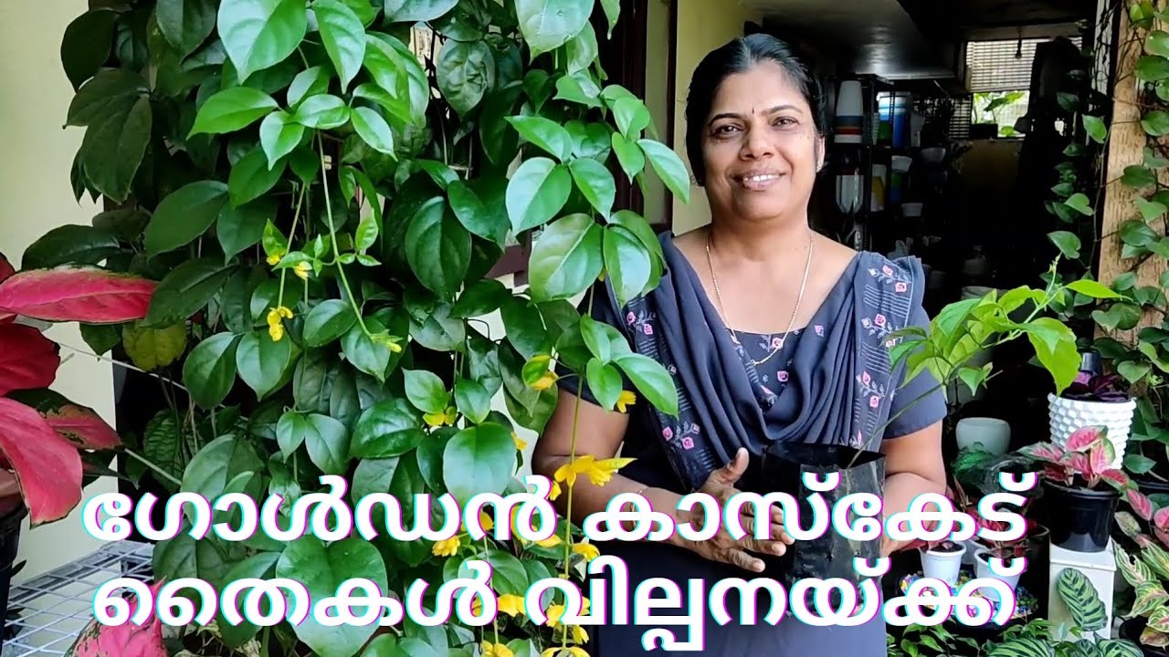 Golden cascade plants for sale - YouTube