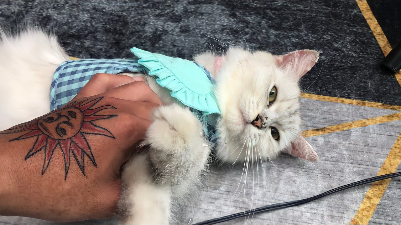 Funniest Animals cute cat - Cats Playing - YouTube