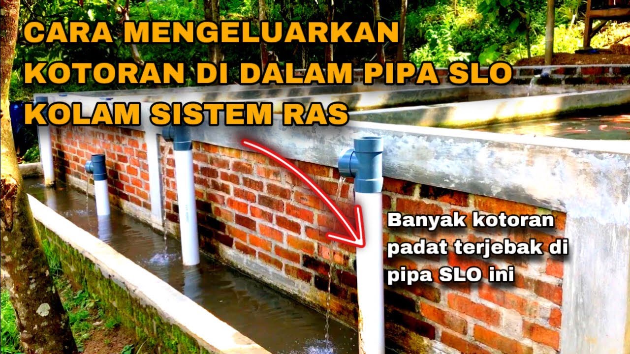 CARA MENGELUARKAN KOTORAN IKAN DI DALAM PIPA SLO KOLAM SISTEM RAS ...