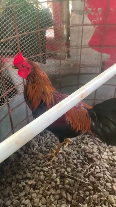 O es el mejor de mantenerse siendo el gran Gallero del mes y subirla de Enetico altura libre ...