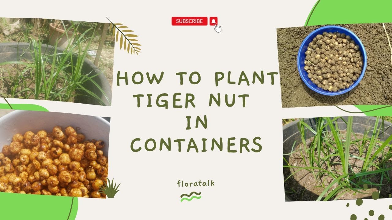 How To Plant Tiger Nut In Containers - YouTube