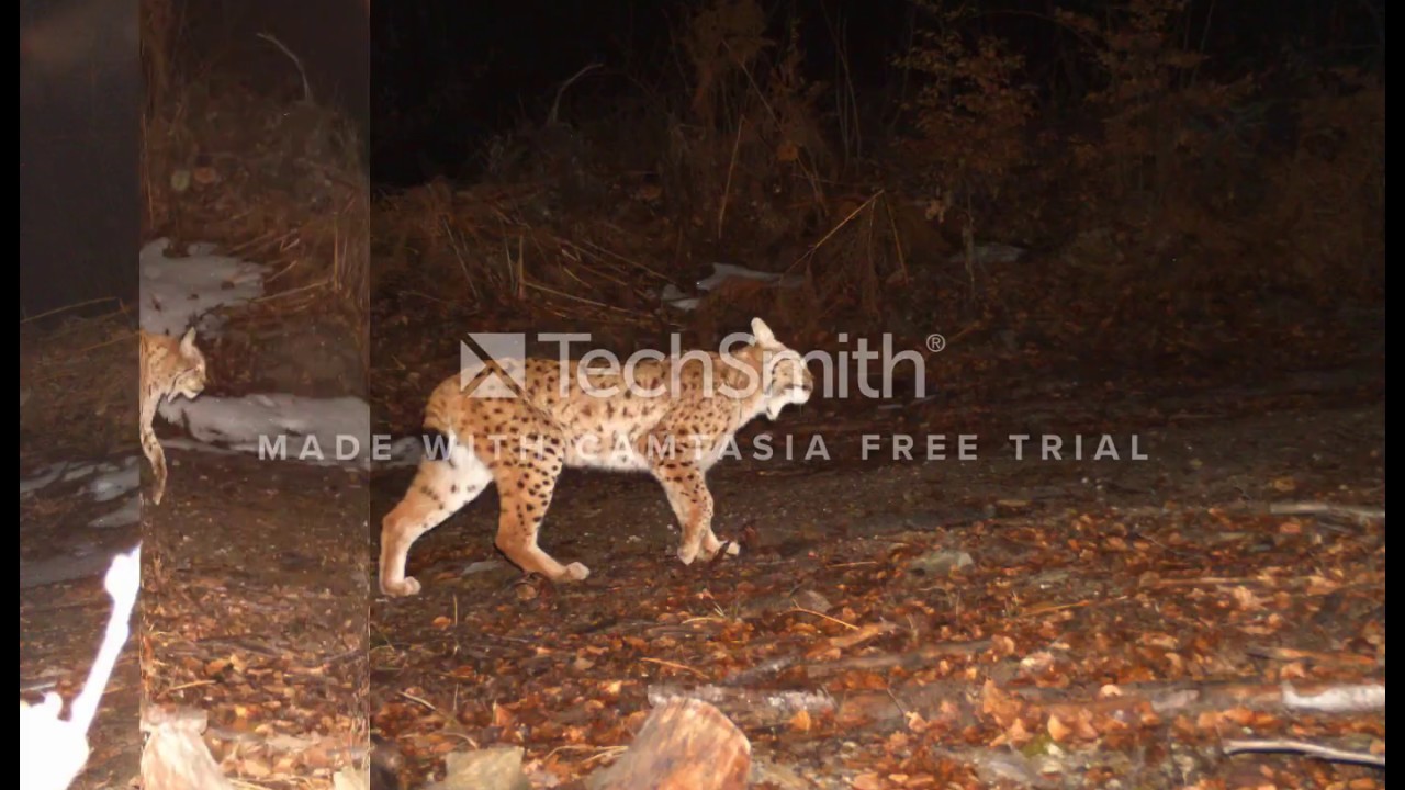 BALKAN LYNX / Hunting ground Tajmiste - (Lynx lynx martinoi) - YouTube