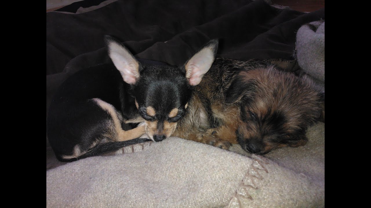 Chihuahua Yorkshire terrier kruising pup&Chihuahua pup - YouTube