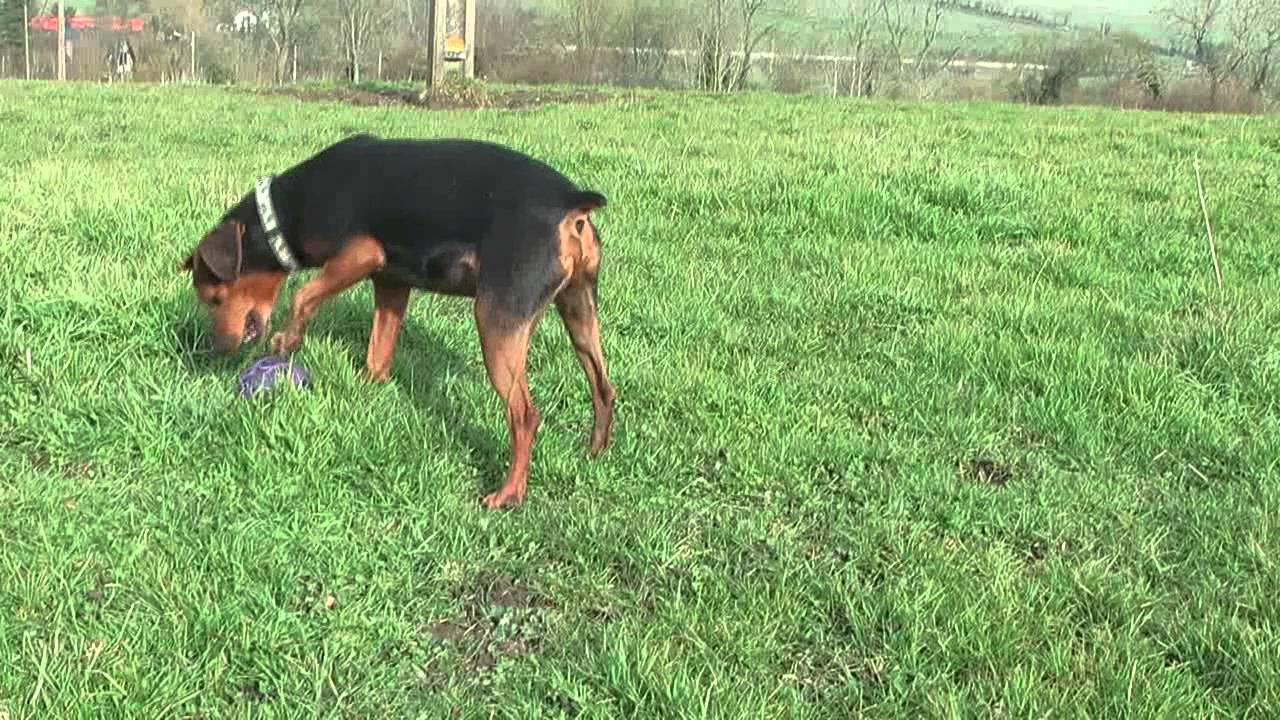 Bibou et sa Kibble Nibble - YouTube