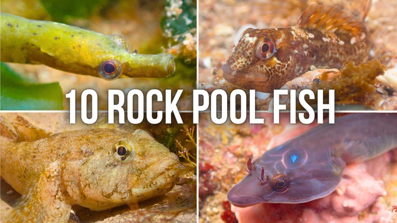 10 Amazing Fish YOU Can Find in UK Rock Pools! - YouTube