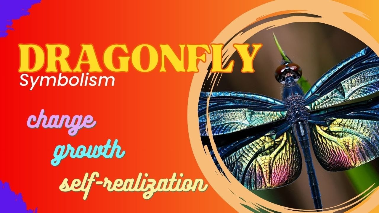 Diving into Dragonfly Magic - YouTube