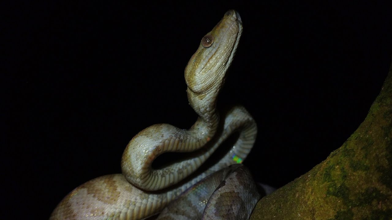 Boa arborícola anillada (Corallus annulatus), la constrictora del dosel ...