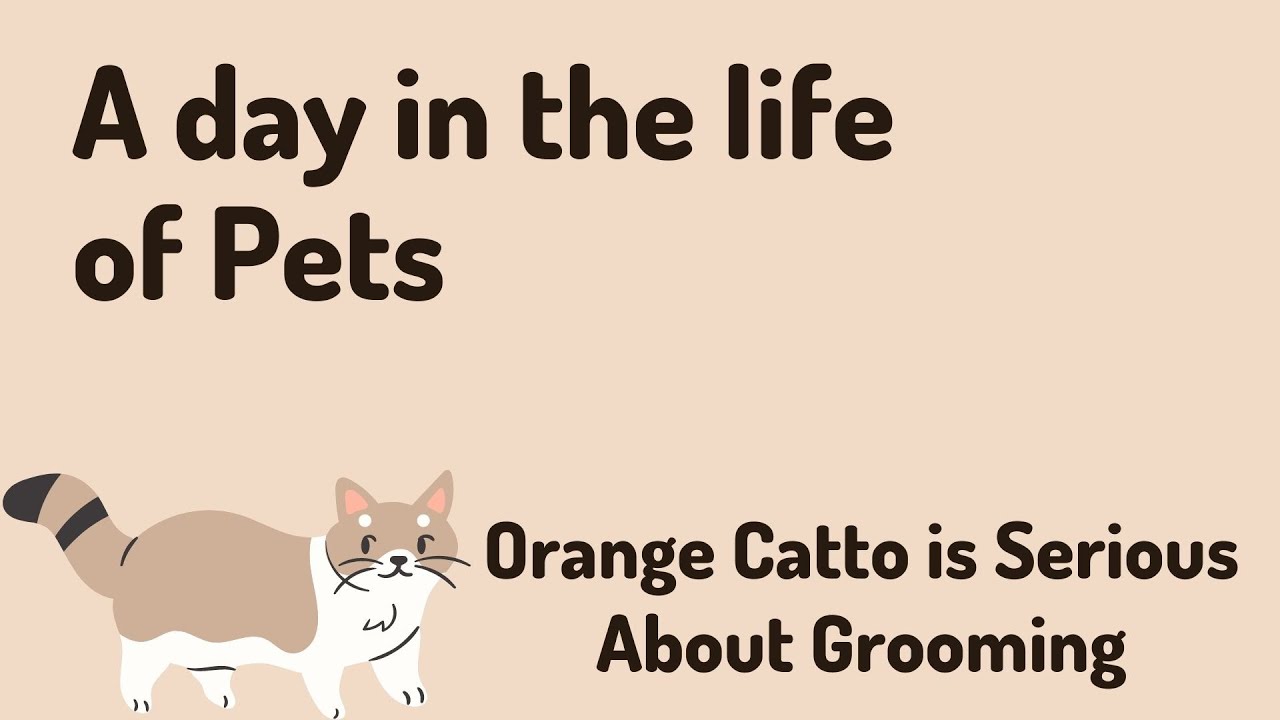 Orange Catto is Serious about Grooming - YouTube
