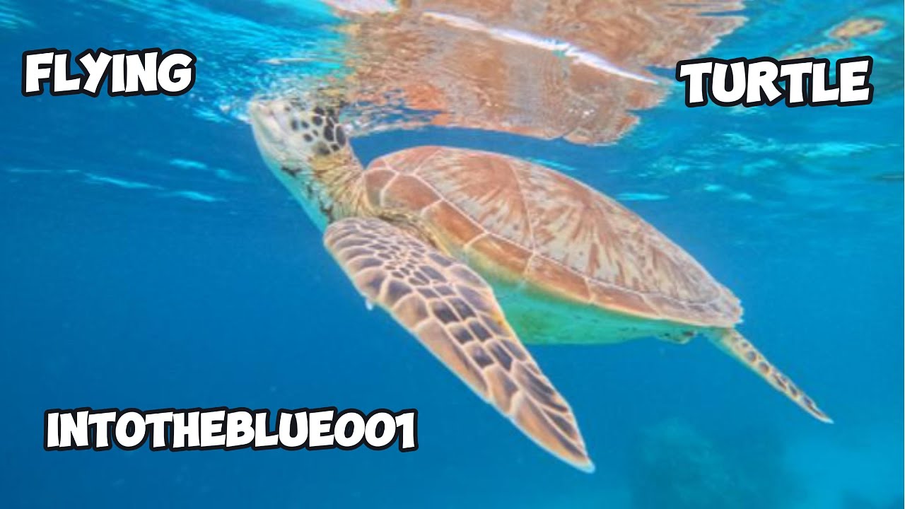 Flying turtle - YouTube