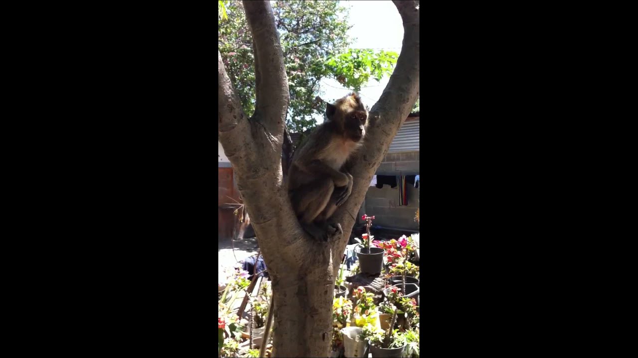 Timor monkey - YouTube