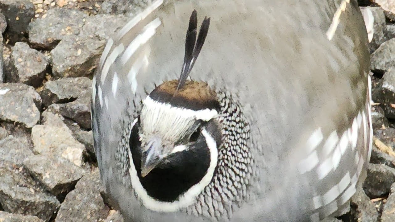 Cutest bird California quail Tikaokao caught on camera Zealandia karori ...