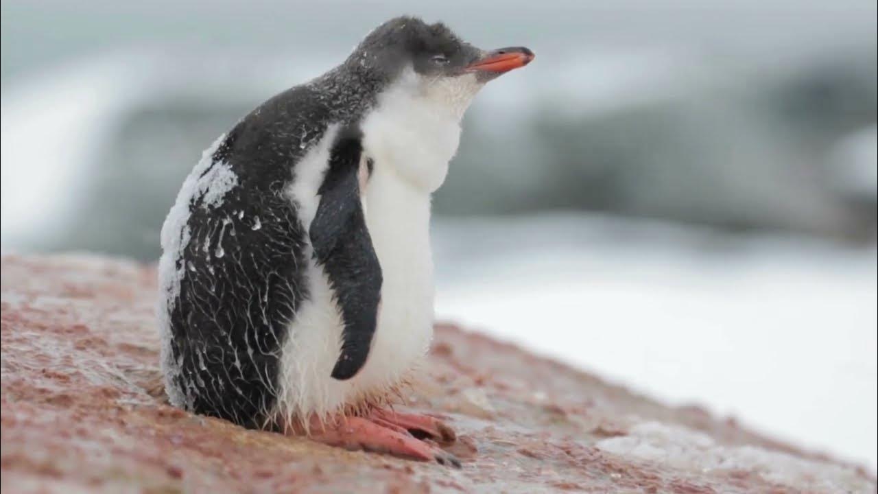 Arctic Animals: Penguins, Polar Bears, Sea Lions #hewanlucu # ...