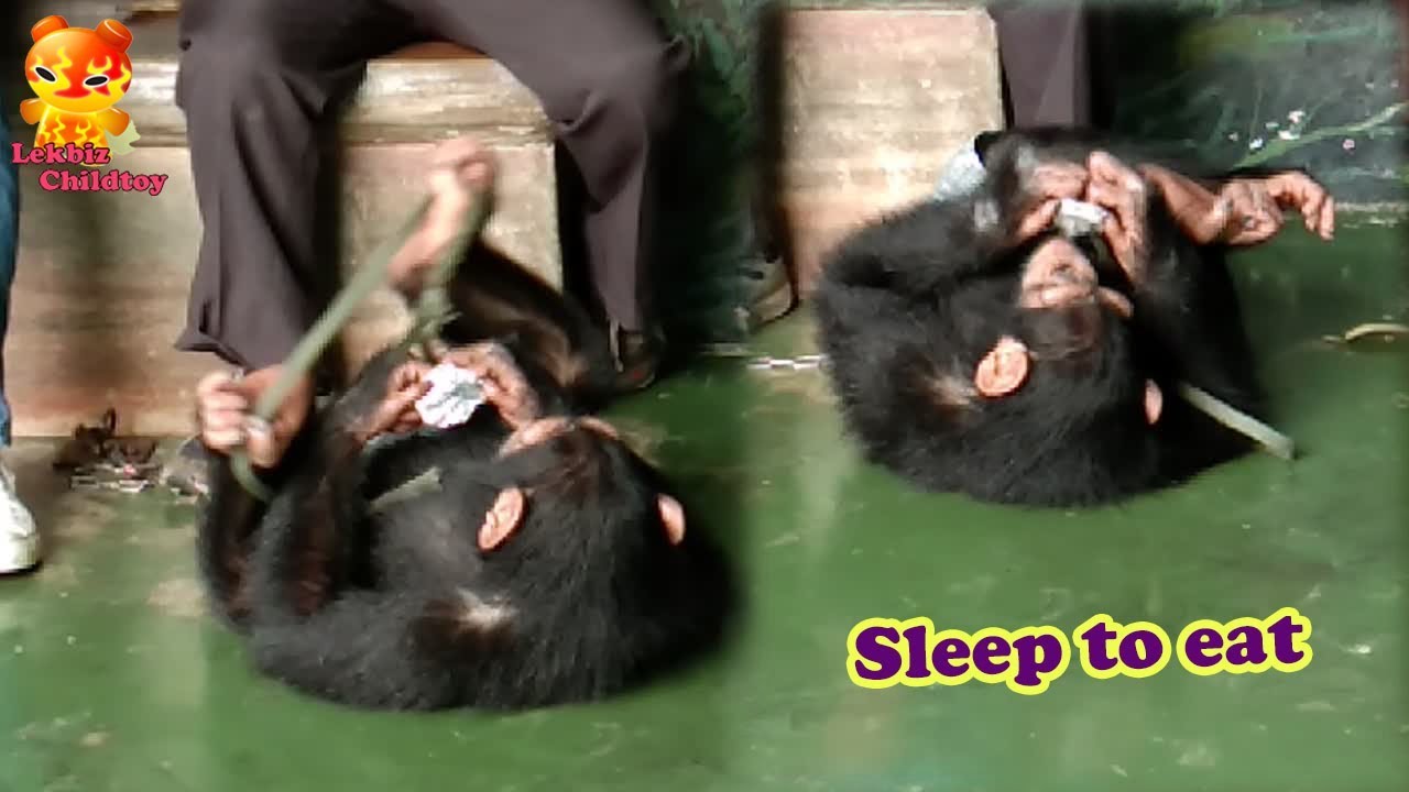 Really comfortable!!!.....The chimpanzee sleep to eat candy - YouTube