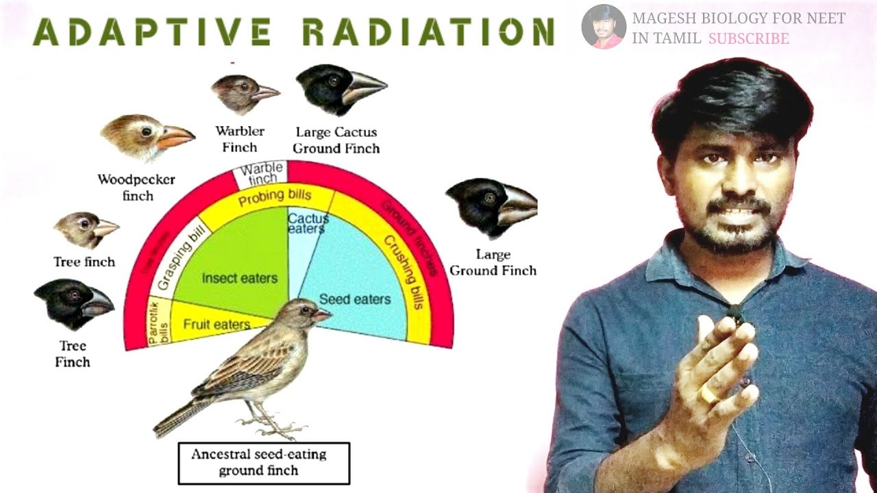 Adaptive Radiation | Darwin’s finches | Class 12 Biology | Neet biology ...